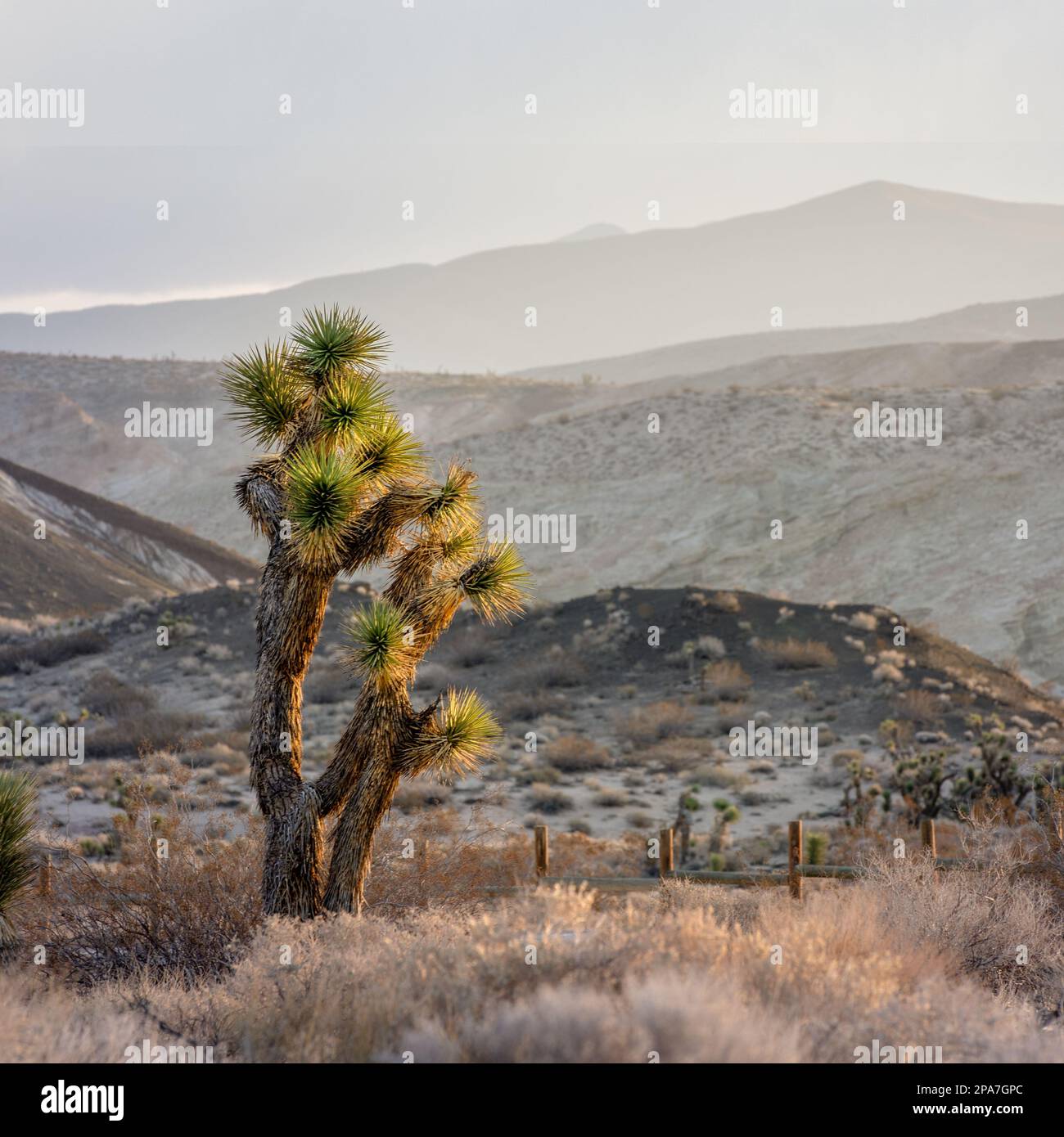 Lone Joshua Tree and sage in the desert, rolling hills in the ...