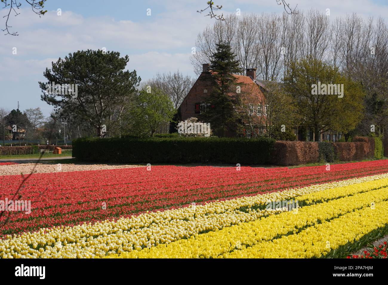 Tulip fields near Lisse in the Netherlands Stock Photo - Alamy