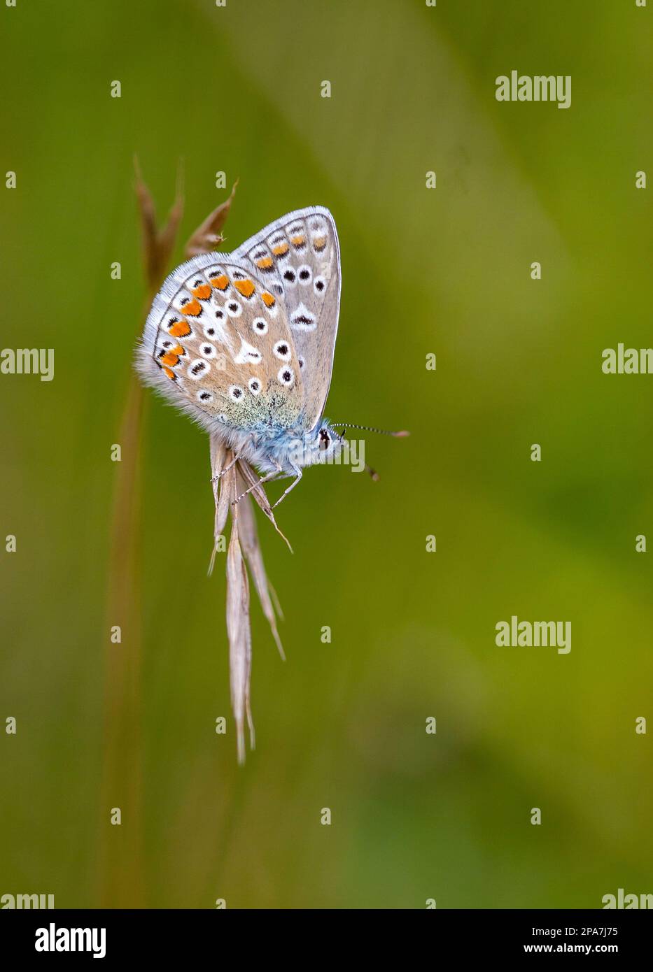 Male Common Blue butterfly Polyommatus icarus at rest on grass glume in ...