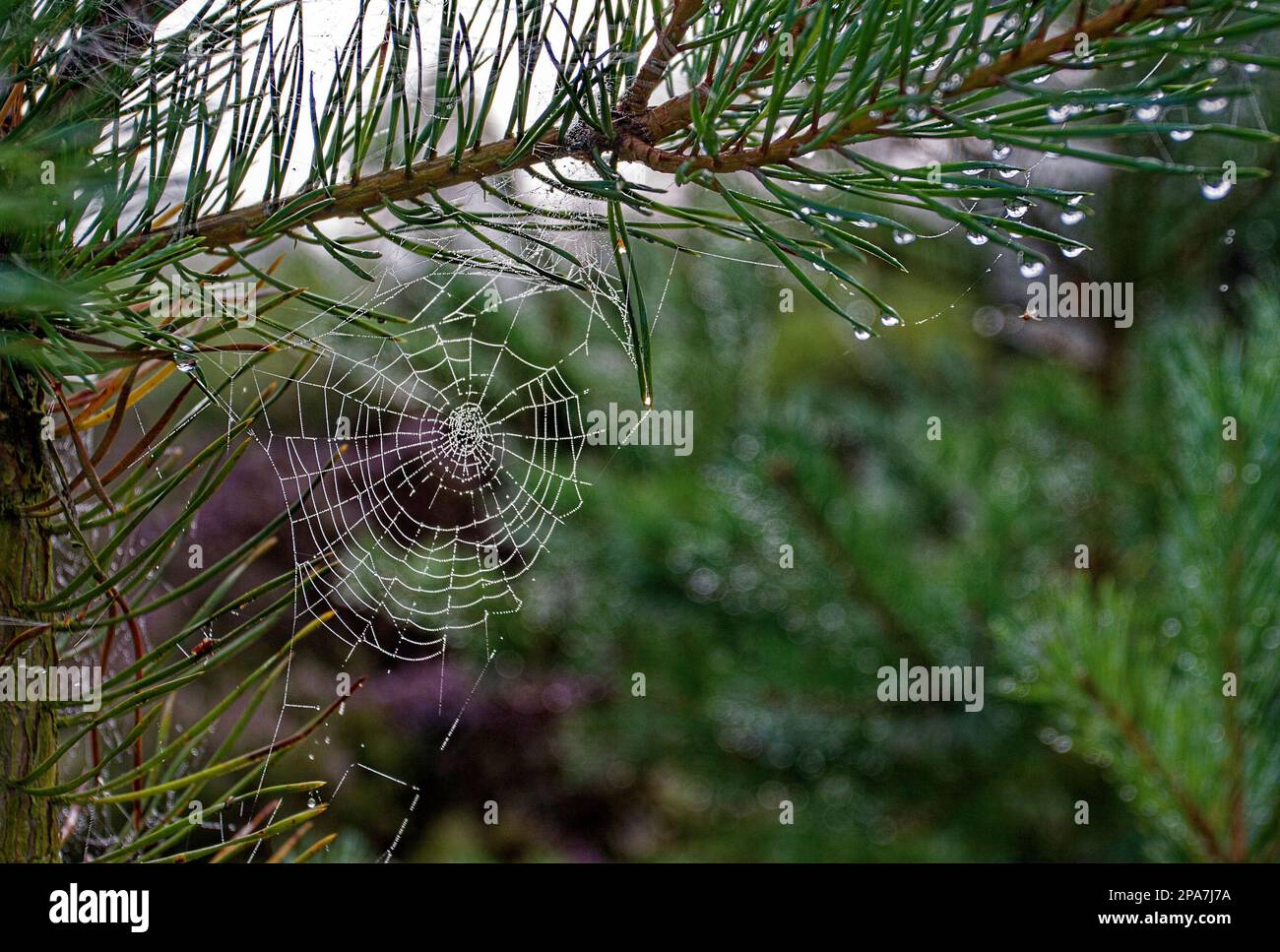 Spiders web on a wet pine branch in Wales UK Stock Photo - Alamy