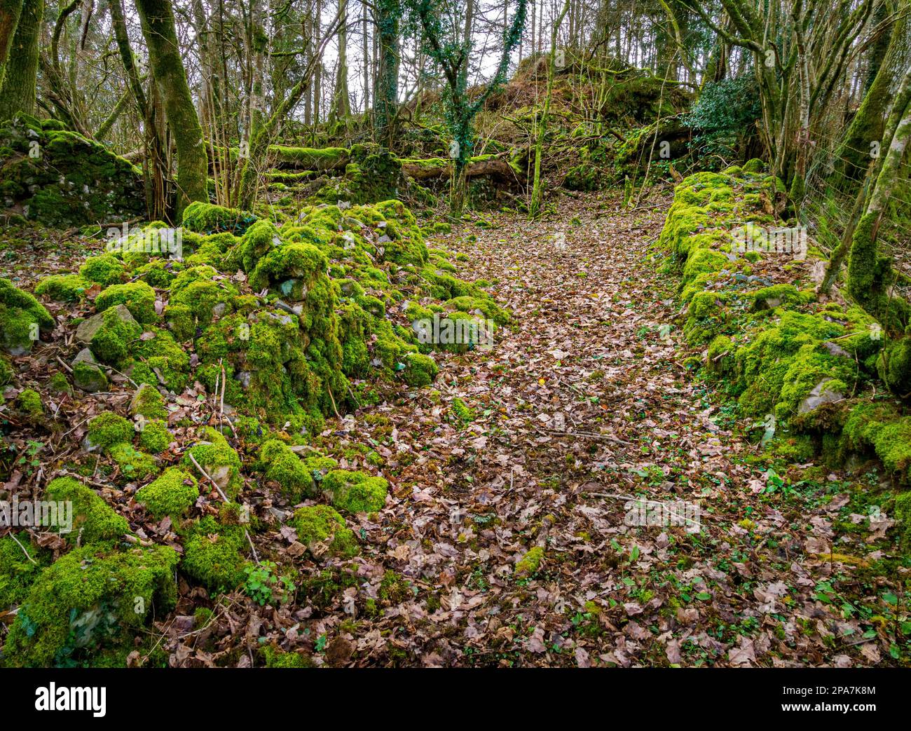 Woodland path through temperate rain forest in South Wales UK Stock ...