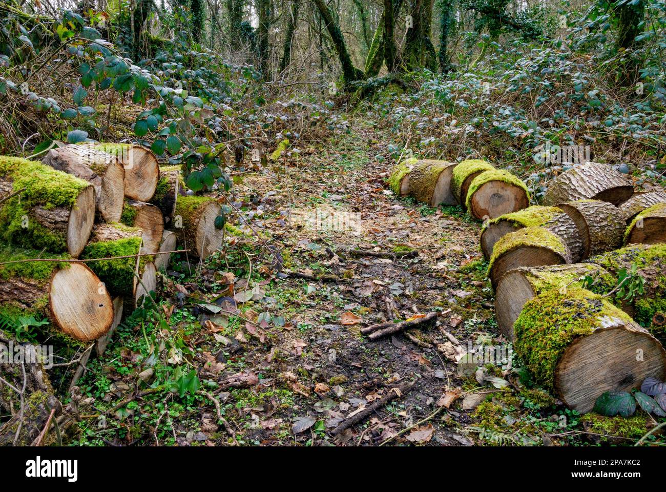 Sawn logs on either side of a woodland path in South Wales UK after ...