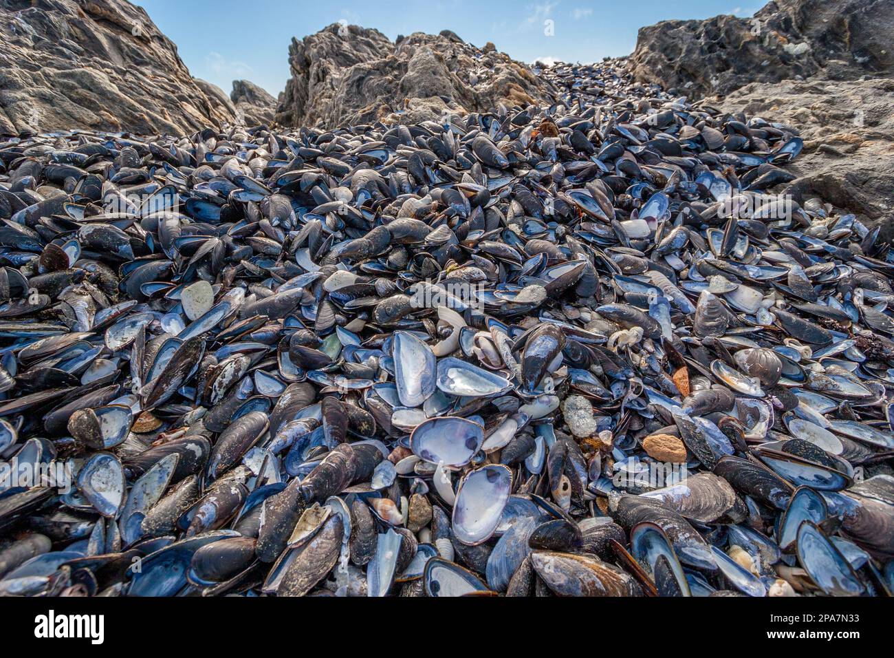 Rocky shore with extensive Blue Mussel Mytilus edulis beds on the ...