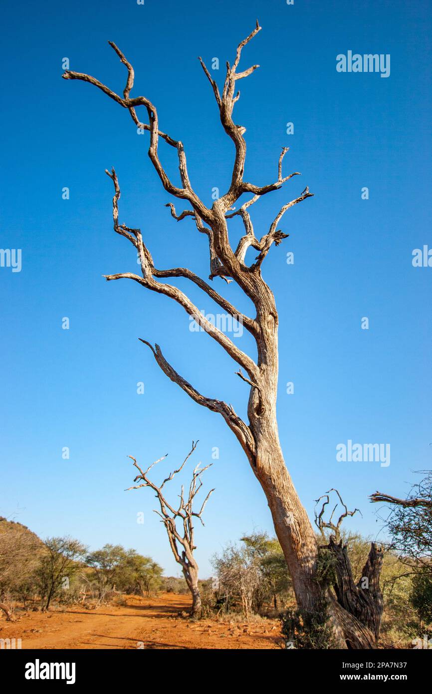 Trees Of South Africa Images Ilex Mitis Wikipedia