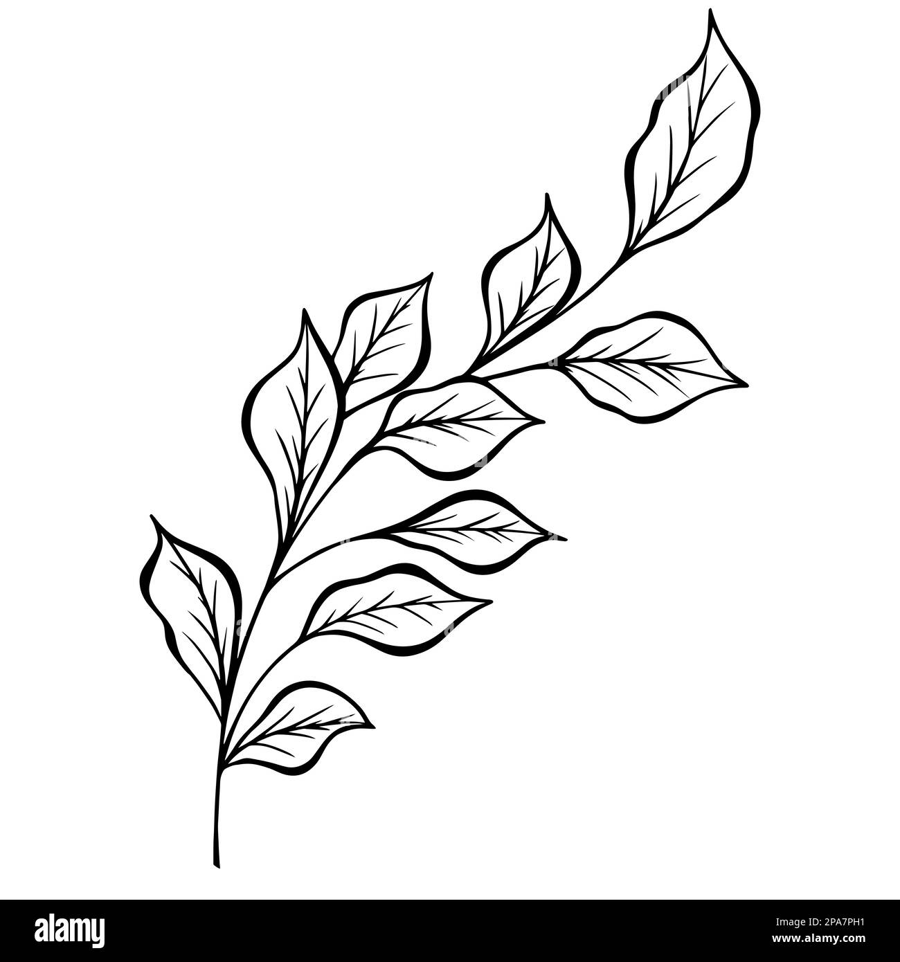 Vector Hand Drawing Wild Plants Monochrome Artistic Botanical Illustration Isolated Floral