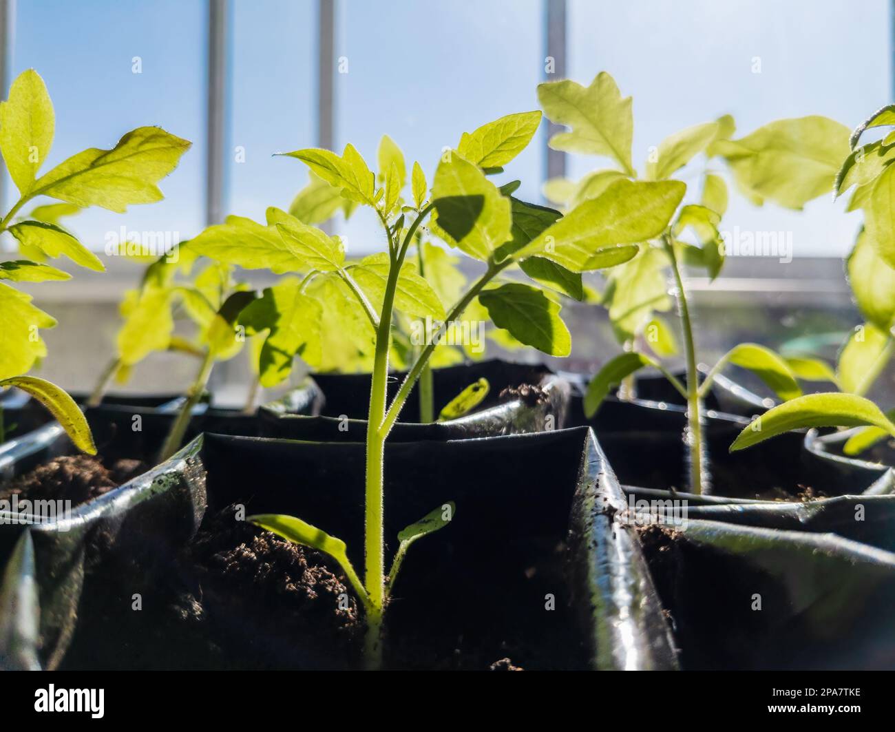 Tomato Sprouts Full Sun at Cecil Messer blog