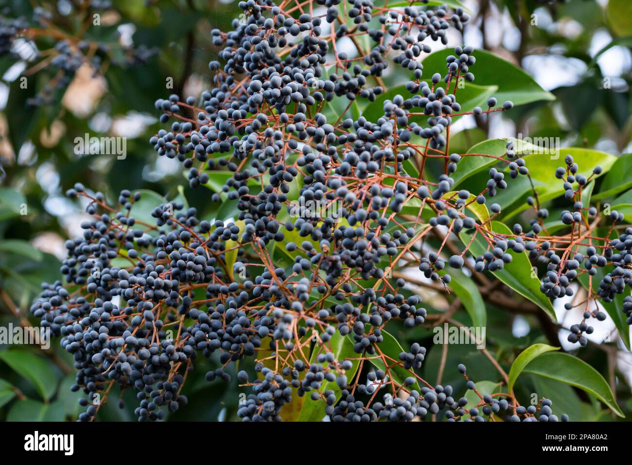 Glossy privet ligustrum lucidum berry hi-res stock photography and ...