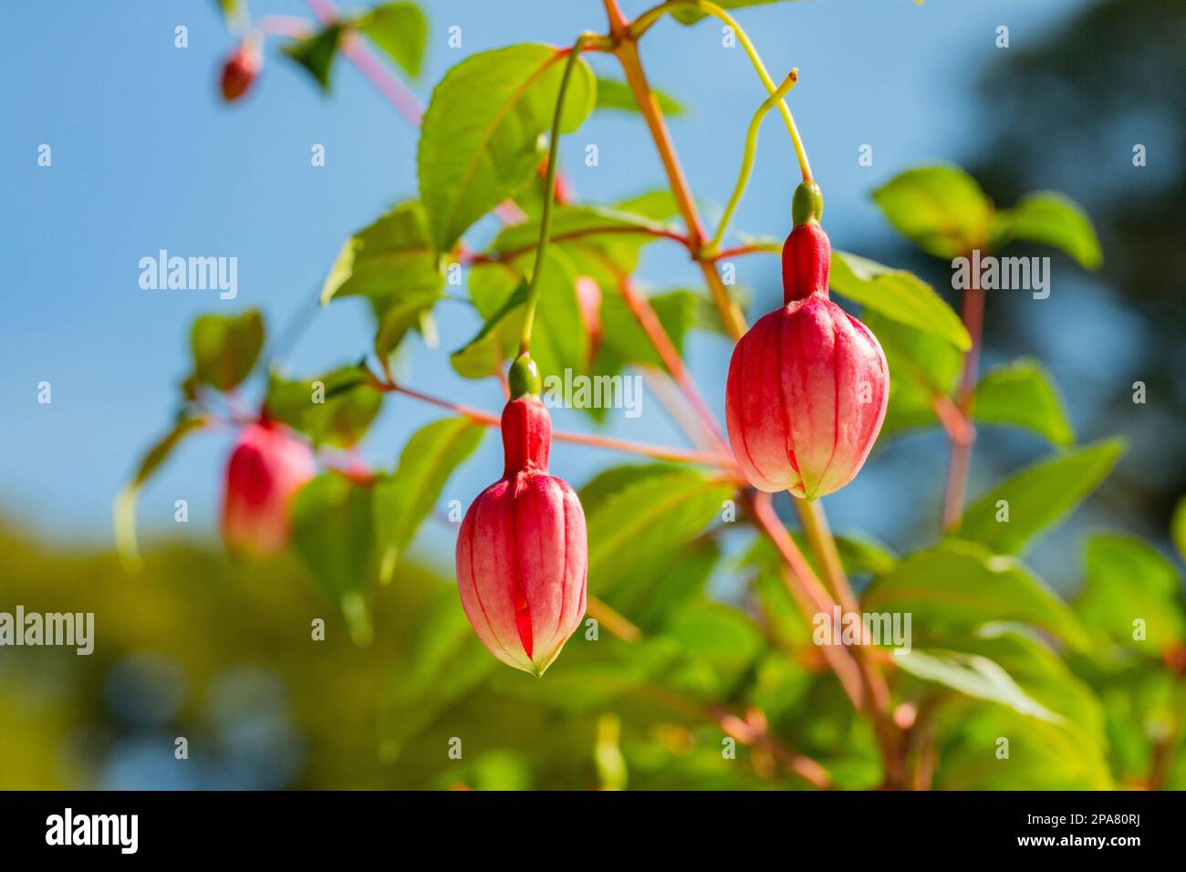 Vivid pink fuchsia buds with soft green blurred background with copy ...