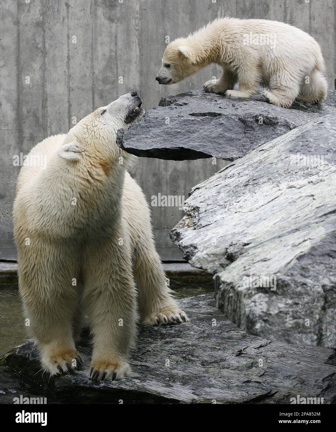 Polar bear cub "Wilbaer", right, plays in the outdoor enclosure at the ...