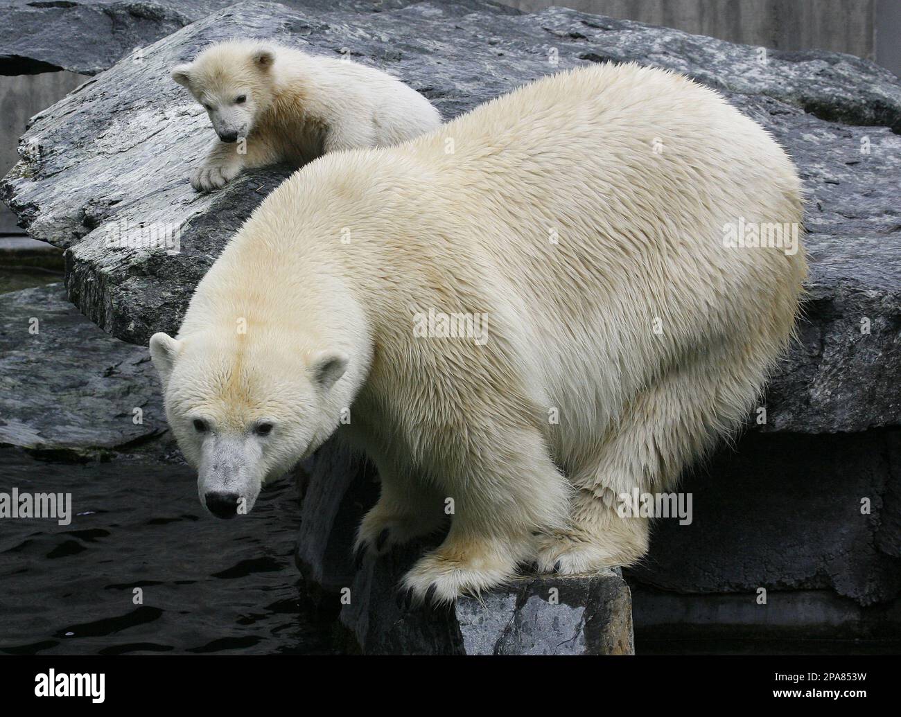 Polar bear cub "Wilbaer", background, plays in the outdoor enclosure at ...
