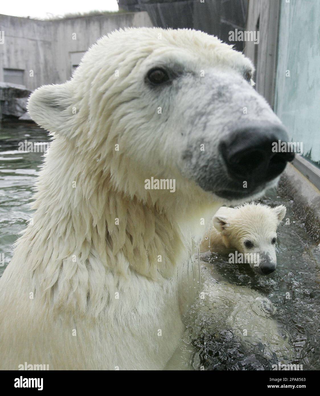 Polar bear cub "Wilbaer", right, plays in the outdoor pool of the ...