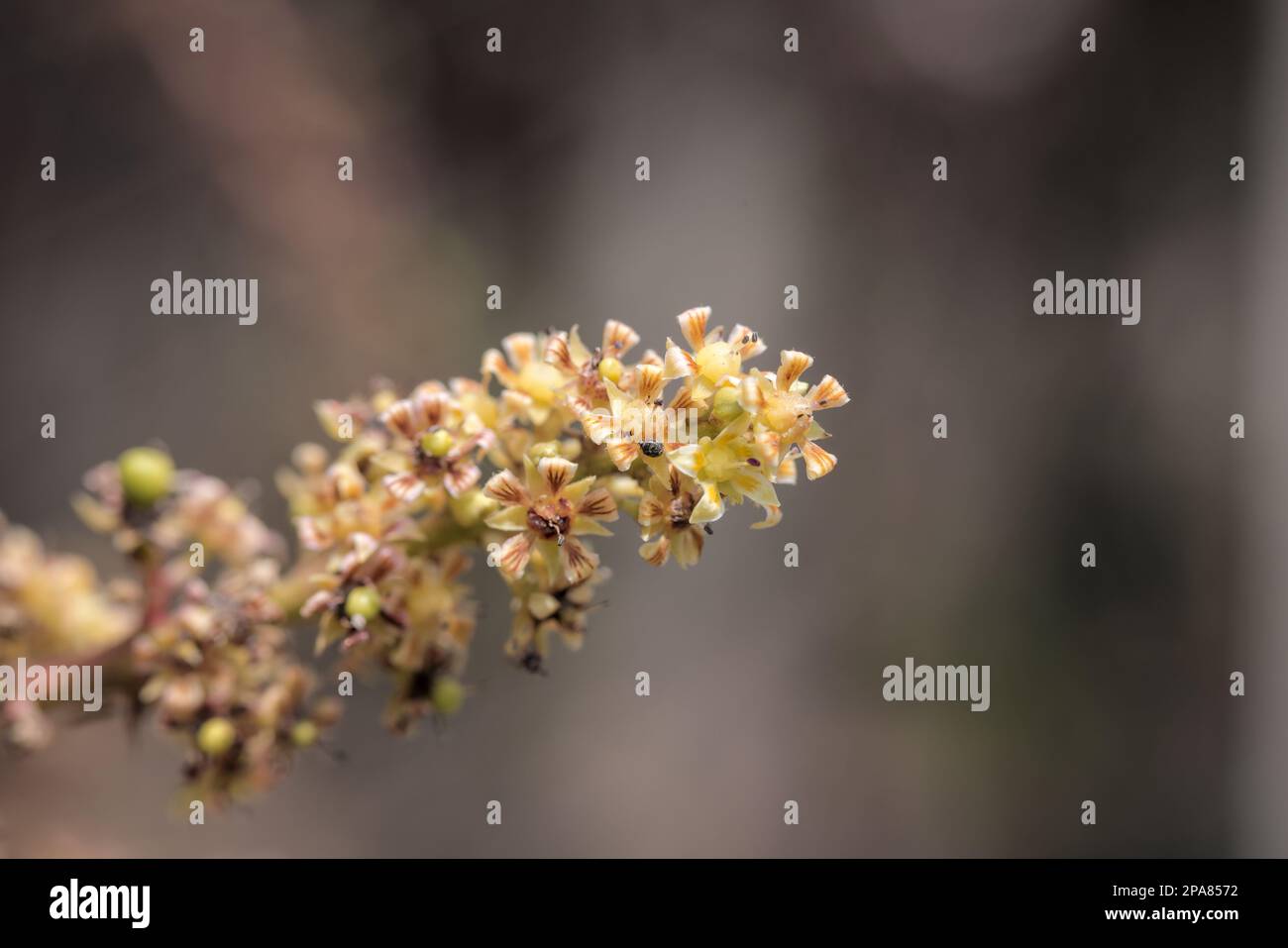 Bangladesh tree flower hi-res stock photography and images - Alamy