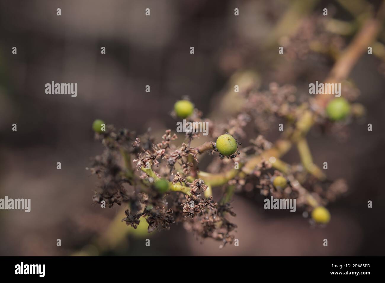 Mango tree flower hi-res stock photography and images - Alamy