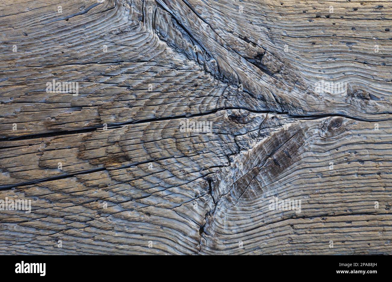 Brown wood texture background, araucaria cortex Stock Photo - Alamy