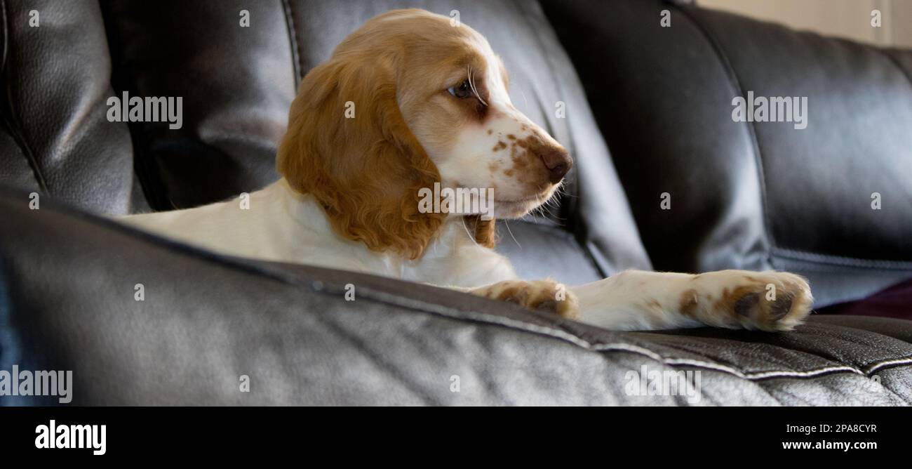 Cockerpoo puppy 10 weeks old on leather sofa Stock Photo - Alamy