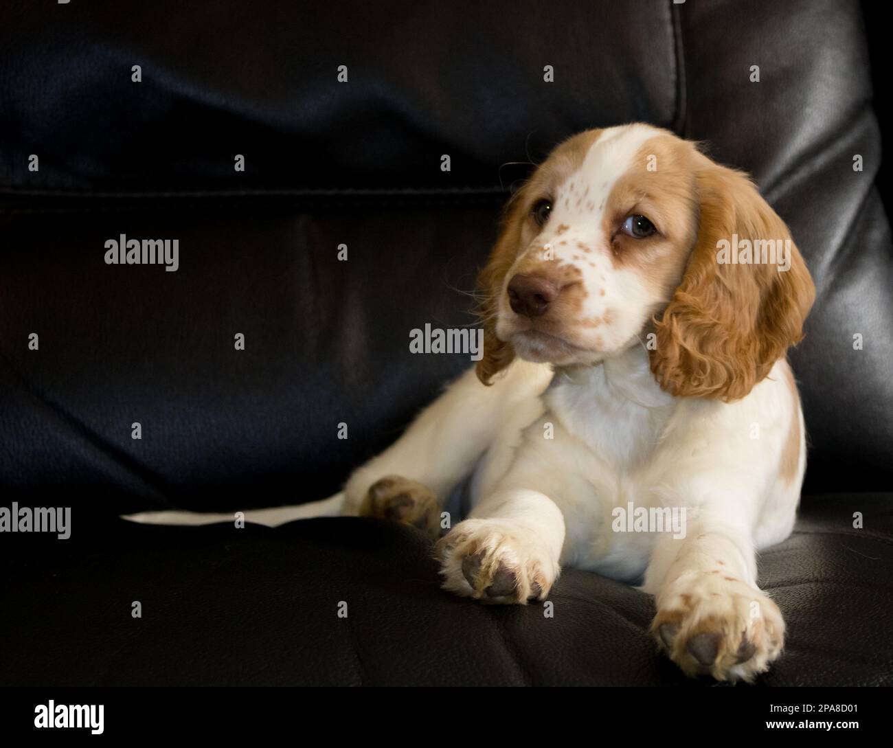 Cockerpoo puppy 10 weeks old on leather sofa Stock Photo - Alamy