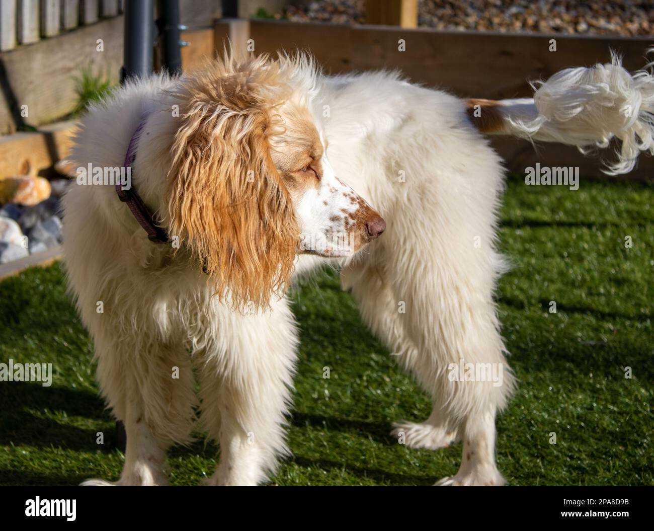 Apricot and white cockapoo standing looking backwards Stock Photo - Alamy