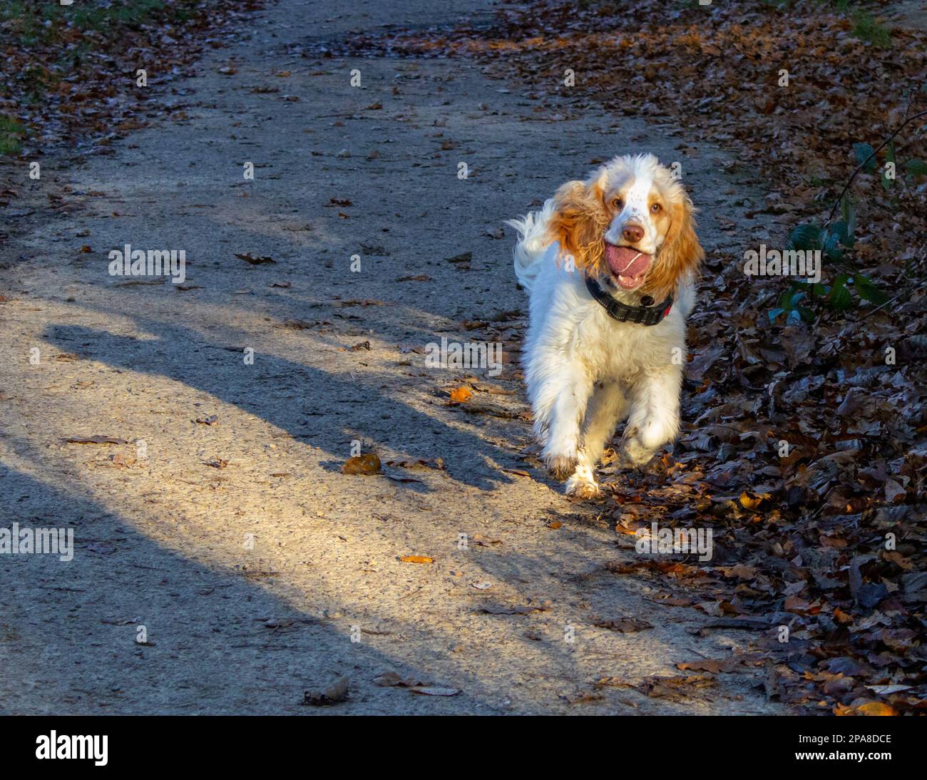 Cockapoo with tennis ball in mouth running towards camera through ...