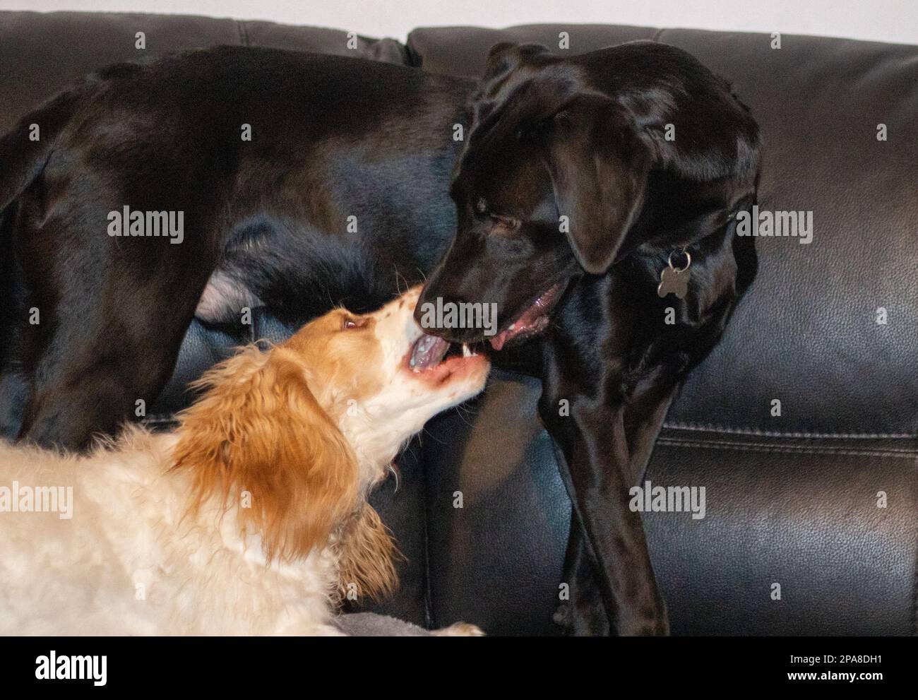 Labrador and spaniel play fighting showing teeth and biting Stock Photo ...