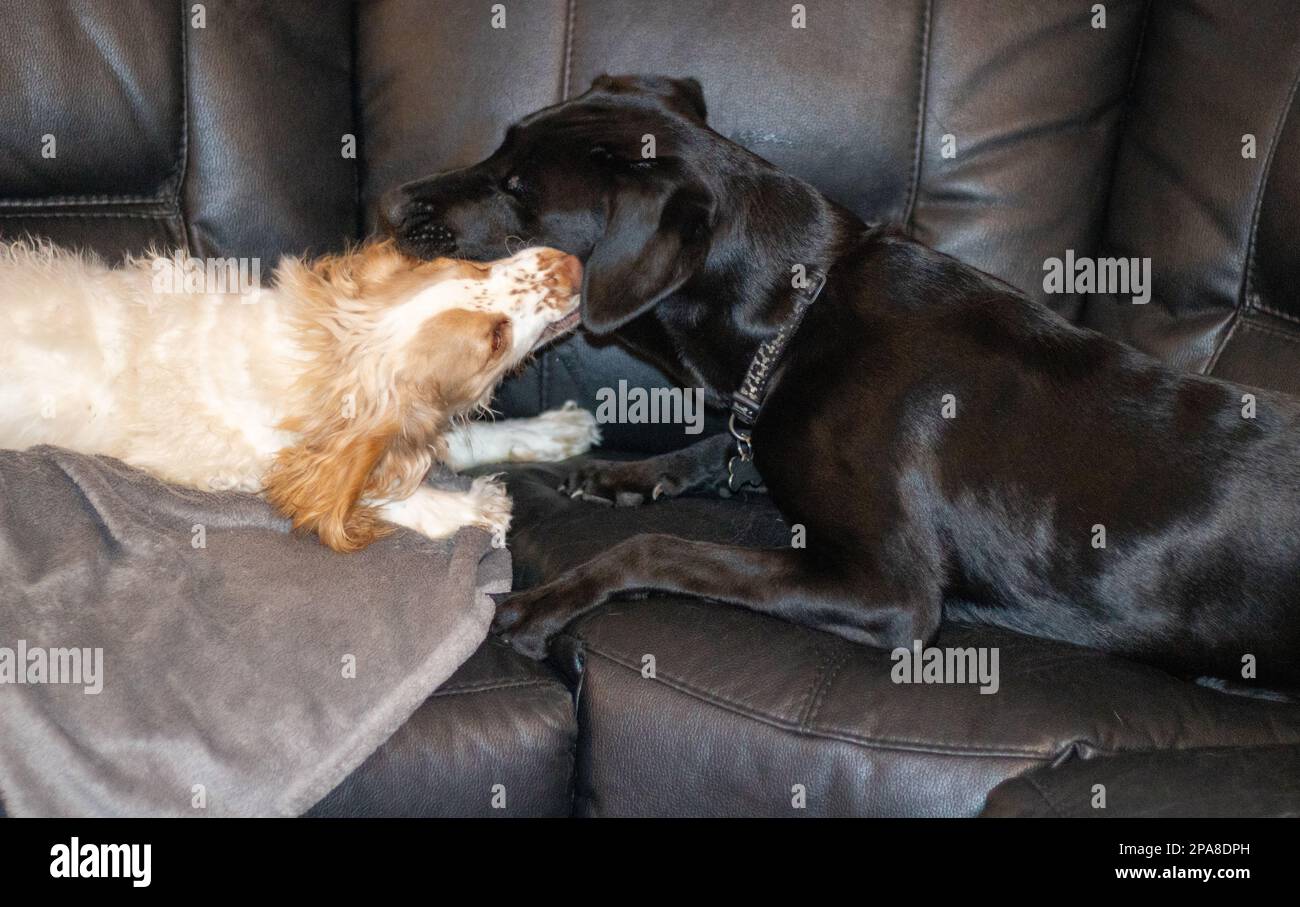 Labrador and spaniel play fighting showing teeth and biting Stock Photo ...