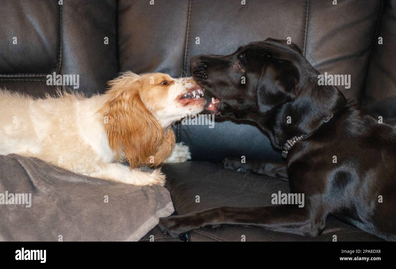 Labrador and spaniel play fighting showing teeth and biting Stock Photo ...