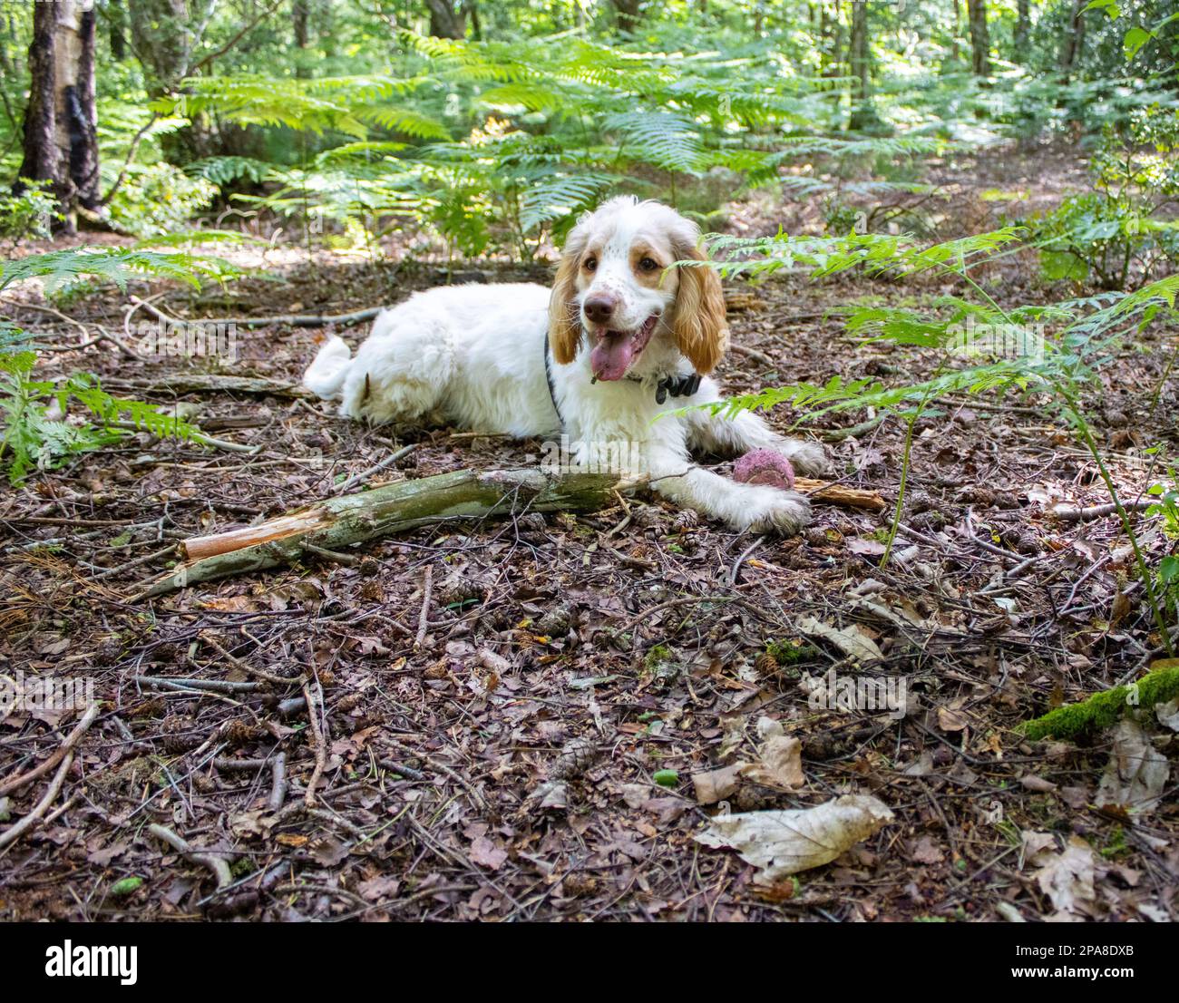 Cocker spaniel laying with a pink ball on a forest floor with ferns ...