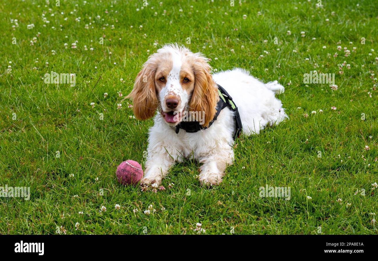Cocker Spaniel laying on grass with a pink ball Stock Photo - Alamy