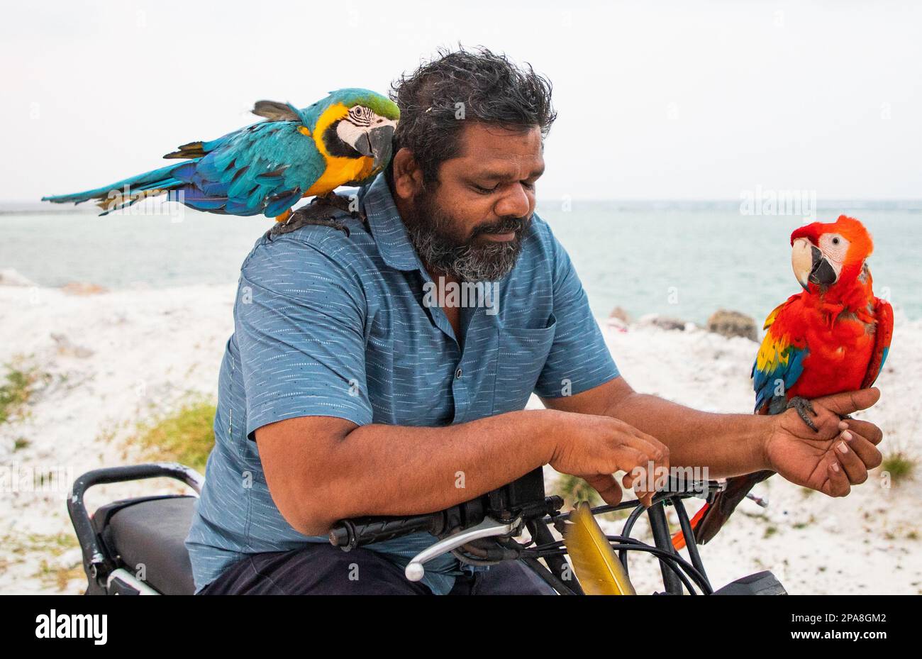 UKULHAS, MALDIVES - JANUARY 2023: people flying their macaws on the ...