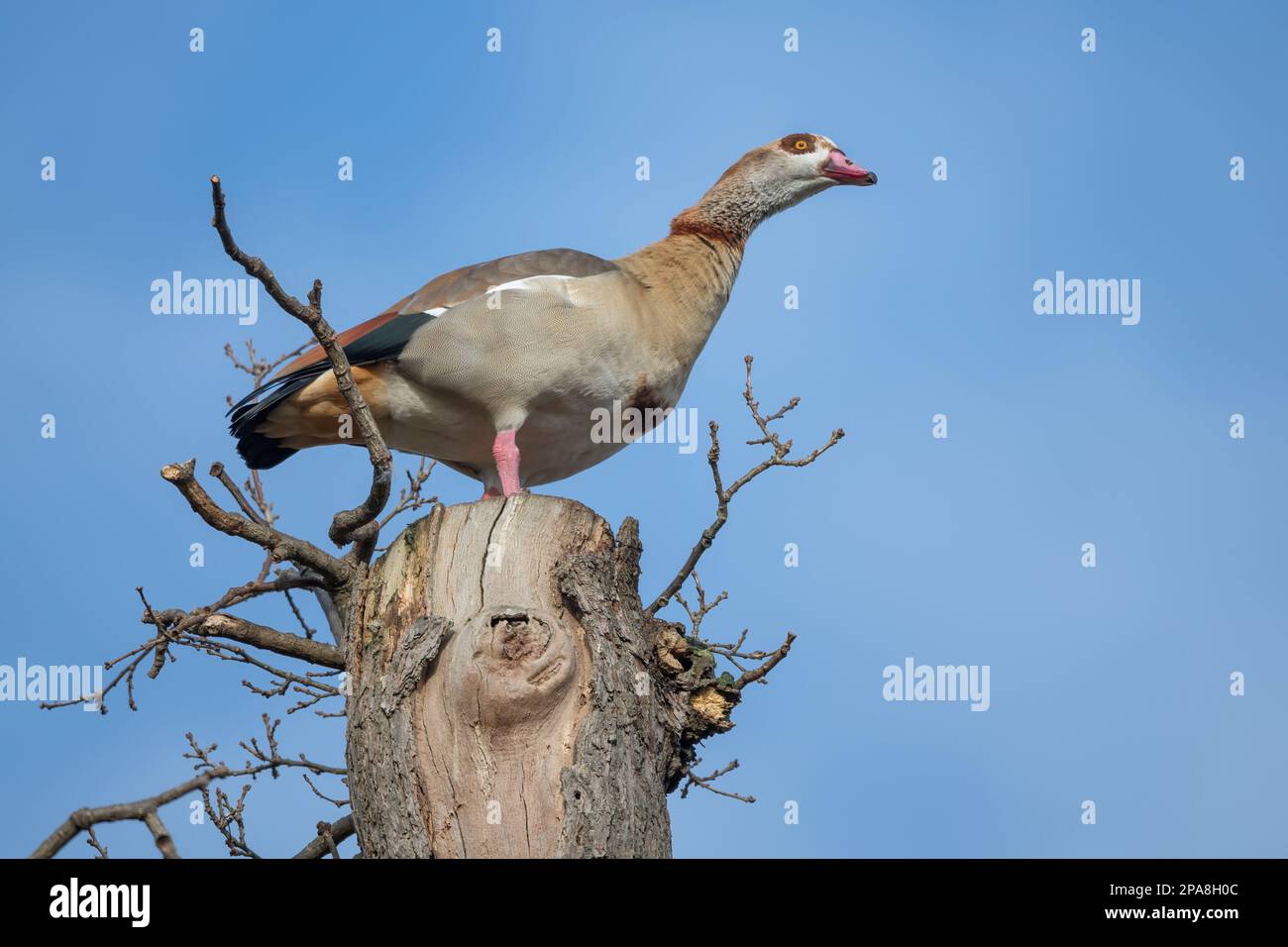 Egyptian goose has the advantage of watching from high up a tree at ...
