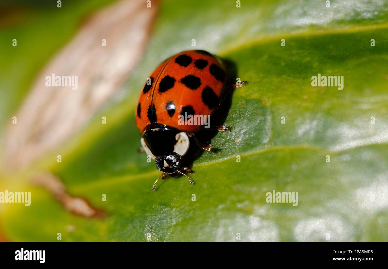 20 spot ladybird hi-res stock photography and images - Alamy
