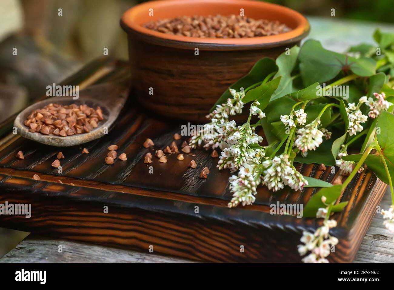 A bunch of dry buckwheat in a spoon. Ingredient for cooking dietary ...