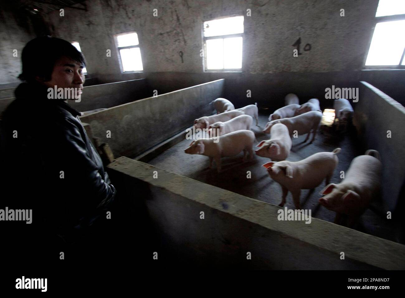 Pigs are breed at a pig farm Thursday, March 14, 2008 at Longtan ...