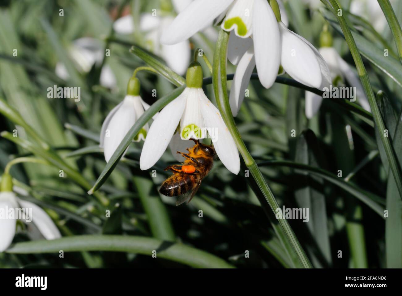 Snowdrop (Galanthus) with visiting Honey bee (Apis mellifera ...