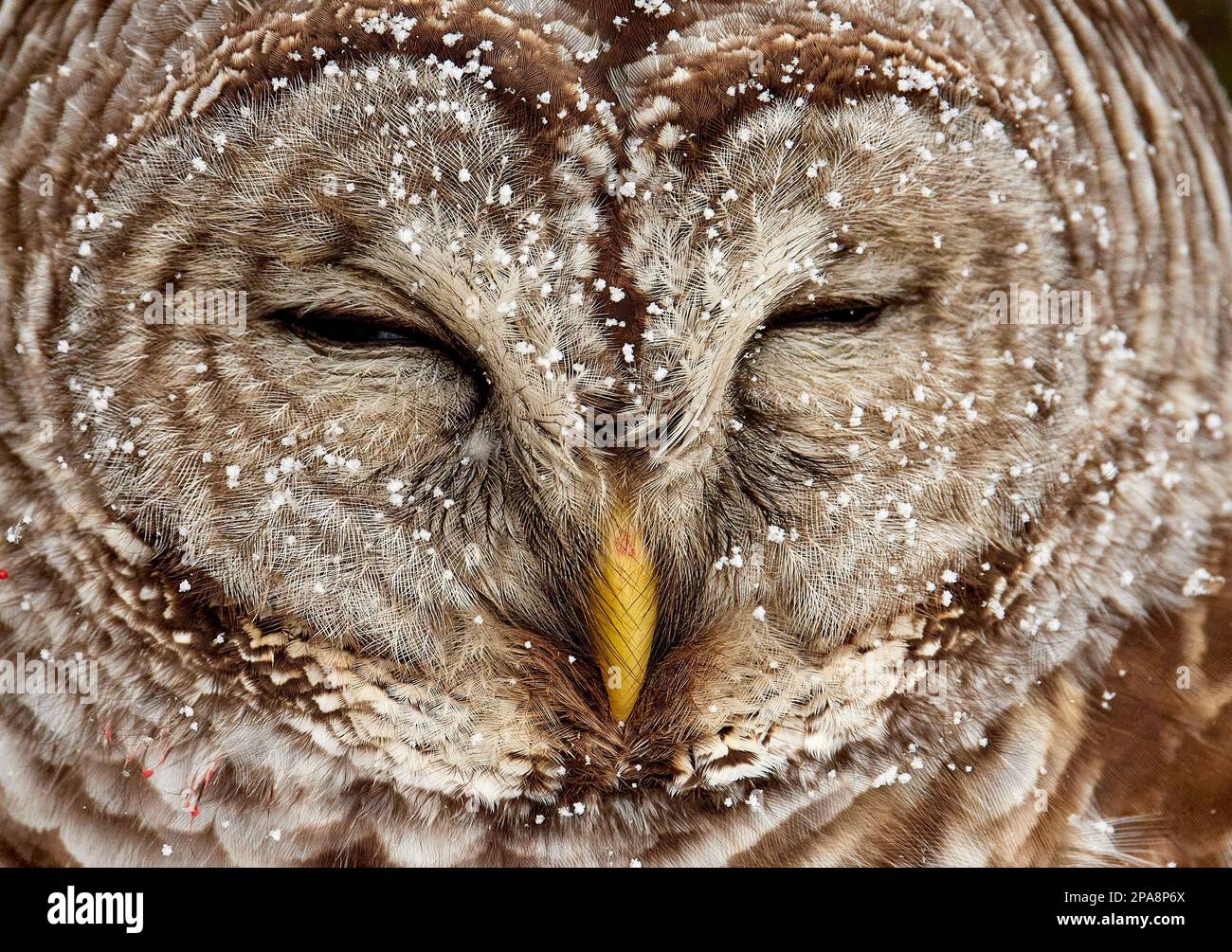 White barred wings hi-res stock photography and images - Alamy
