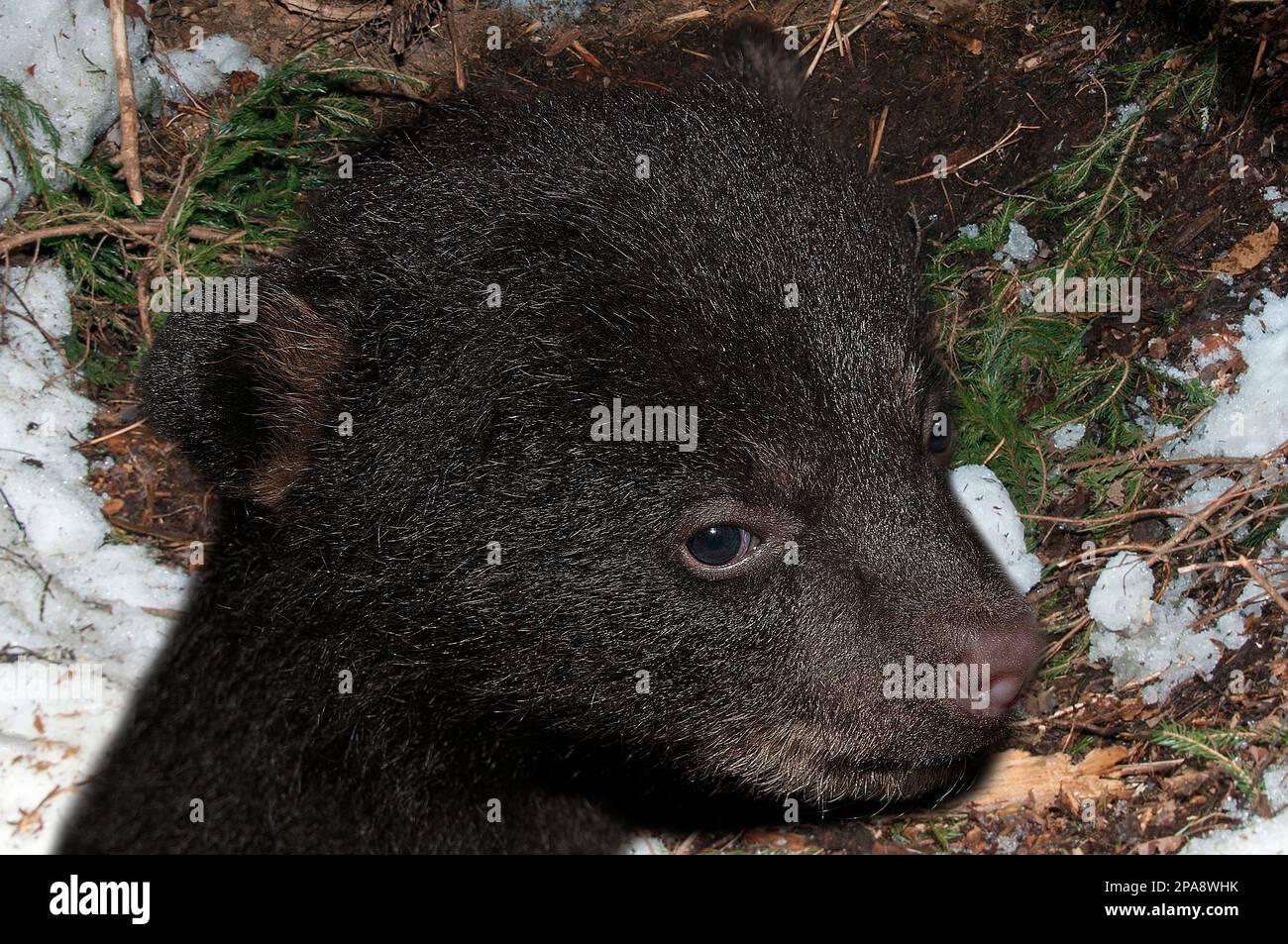 Black bear with cub in den hi-res stock photography and images - Alamy