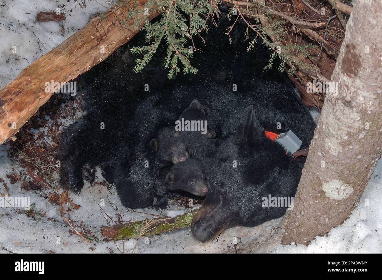 Black bear ursus americanus den hi-res stock photography and images - Alamy