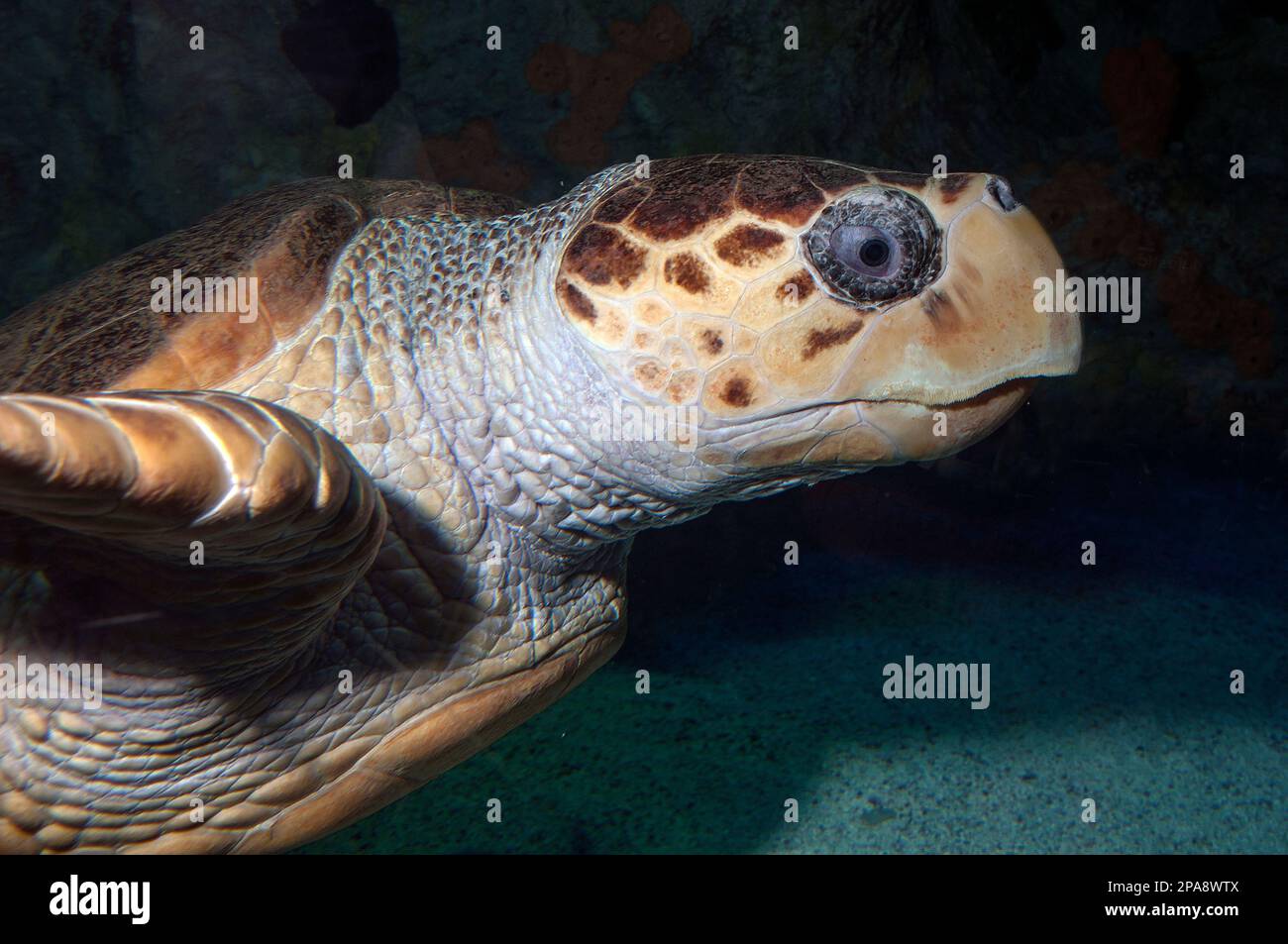 Loggerhead sea turtle medium shot facing right Stock Photo - Alamy