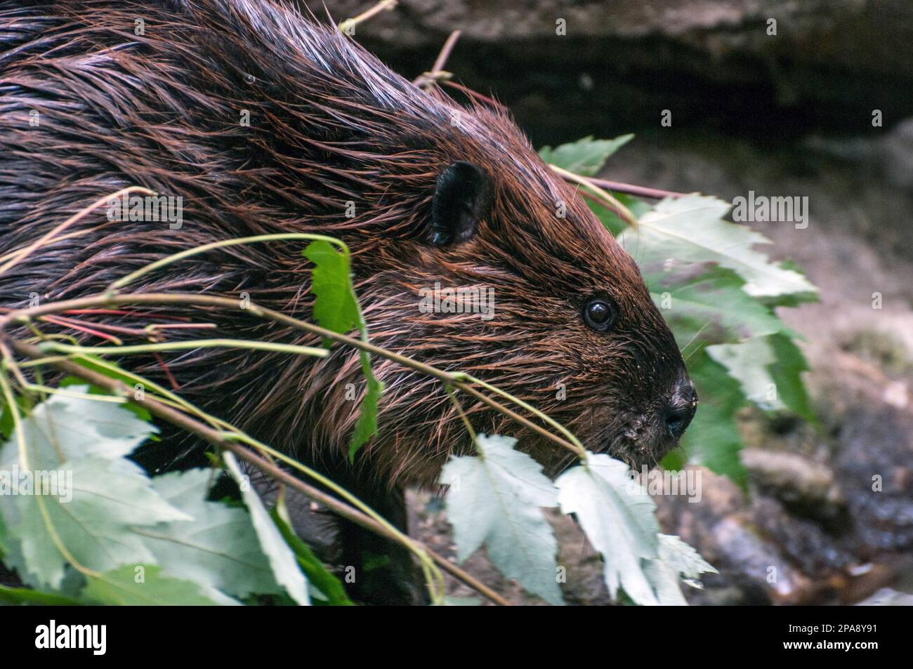 North American beaver heading into pond facing right, medium shot Stock ...
