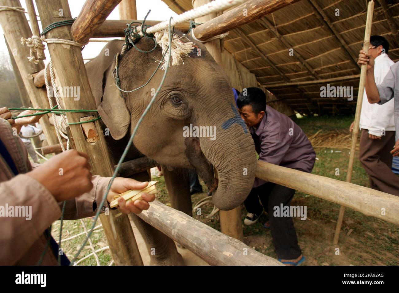 ** FILE ** Laotian mahouts corral a baby elephant at the second annual ...