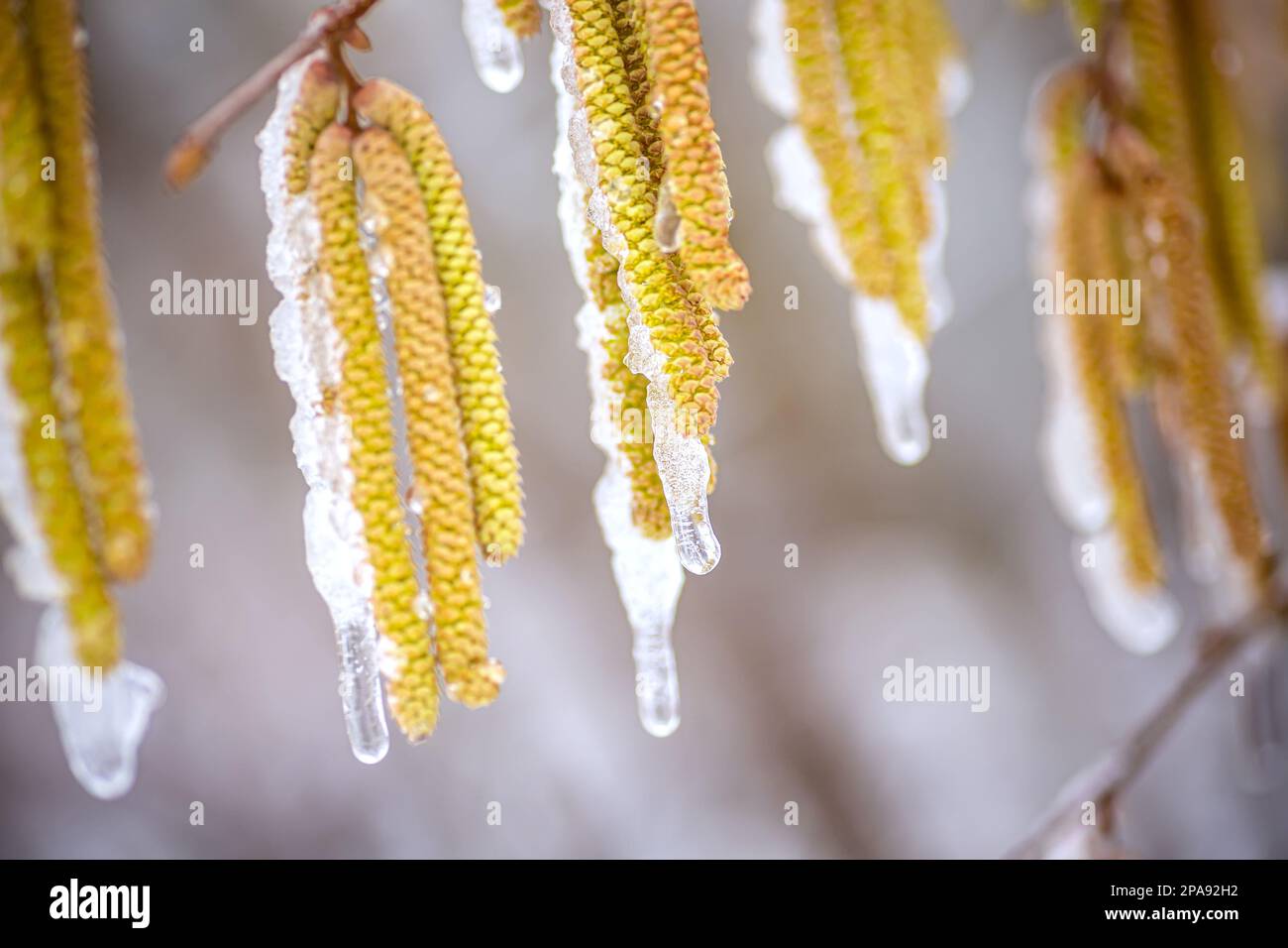 Young male catkins of Corylus avellana, Common hazel on the branches of ...