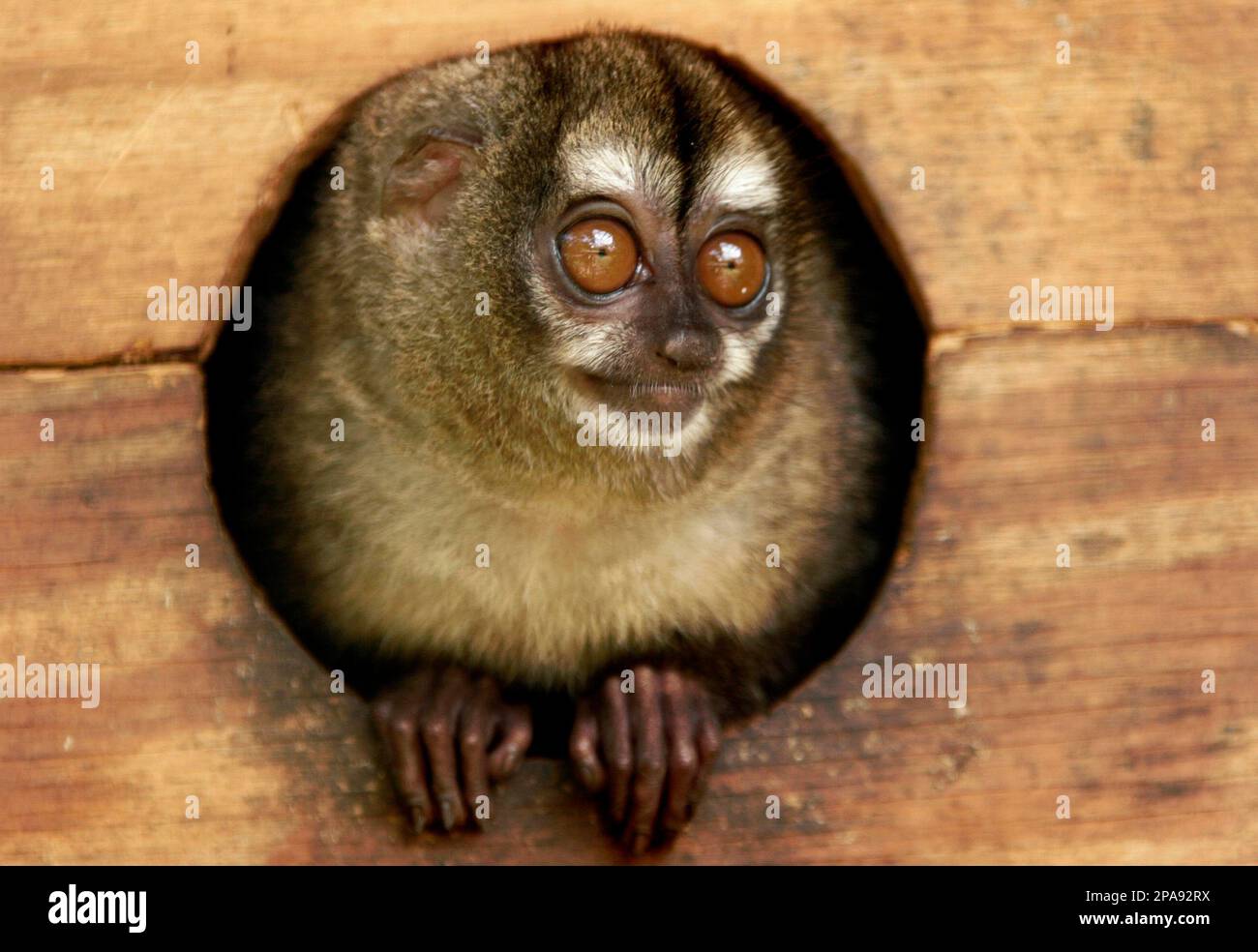 A Gray-bellied night monkey is seen at the El Nispero zoo in El Valle ...