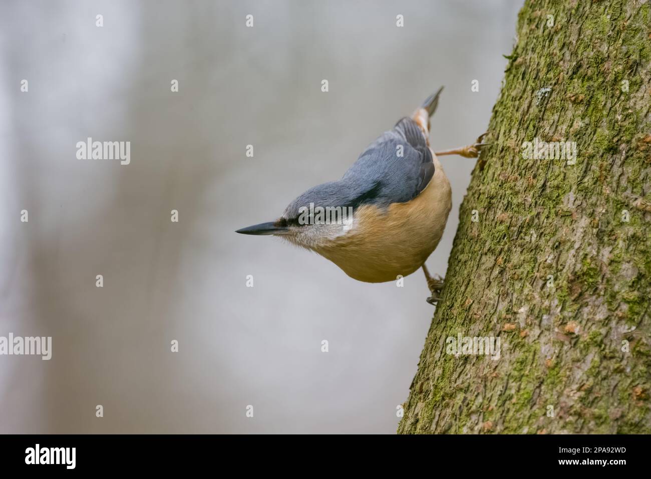 Nuthatch (Sitta europaea) in woodland in Perth, Scotland Stock Photo ...