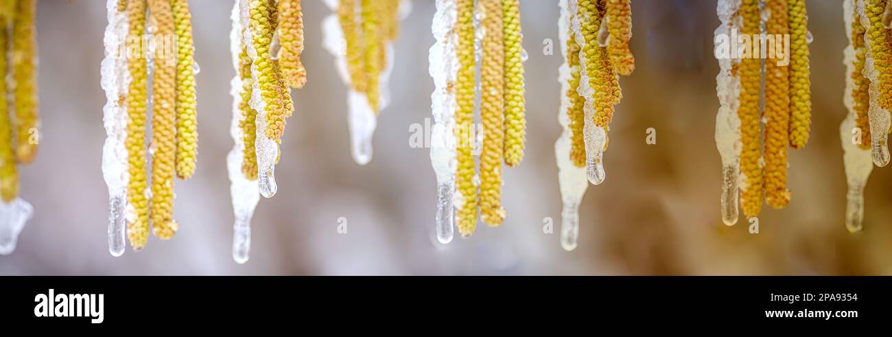 Young male catkins of Corylus avellana, Common hazel on the branches of ...