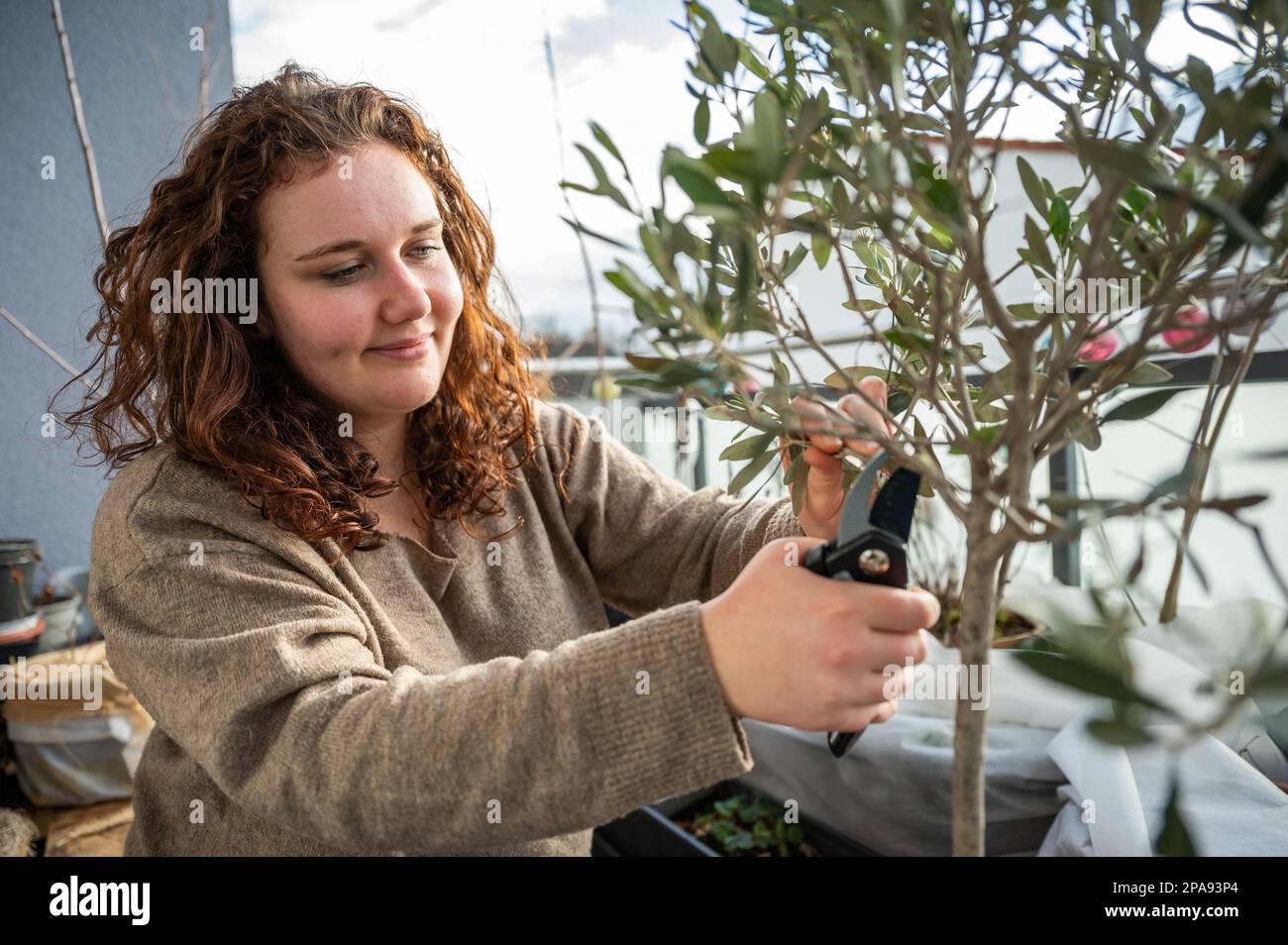 Woman with brown curly hair smiling while cutting the branch of a olive ...