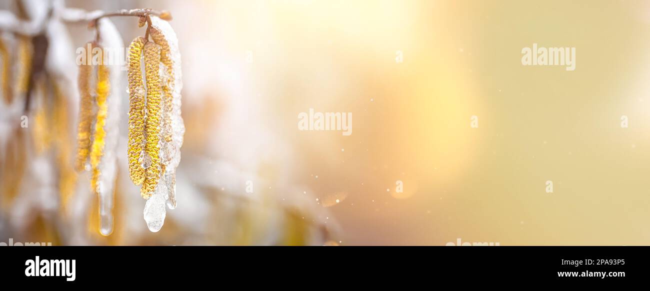 Young male catkins of Corylus avellana, Common hazel on the branches of ...