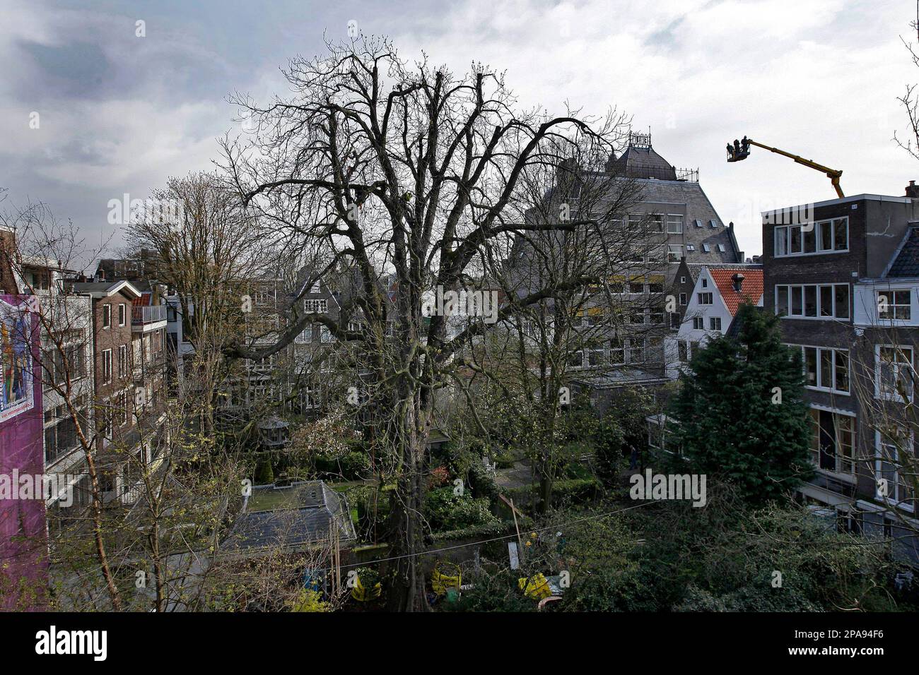 Cranes carrying workers stretch over towards a chestnut tree in a ...