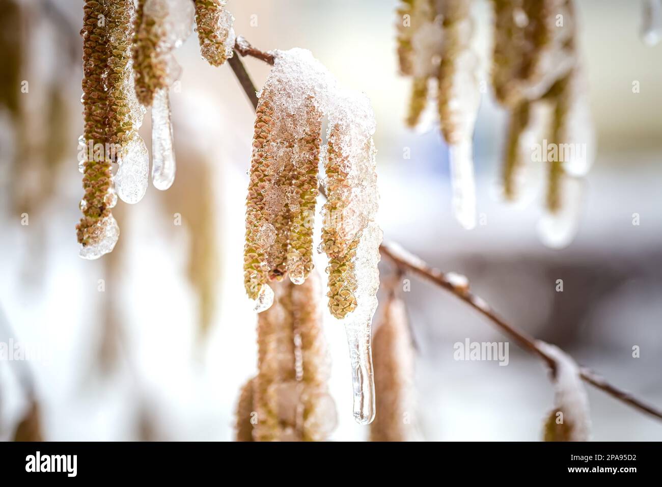 Common hazelnut and garden hi-res stock photography and images - Alamy