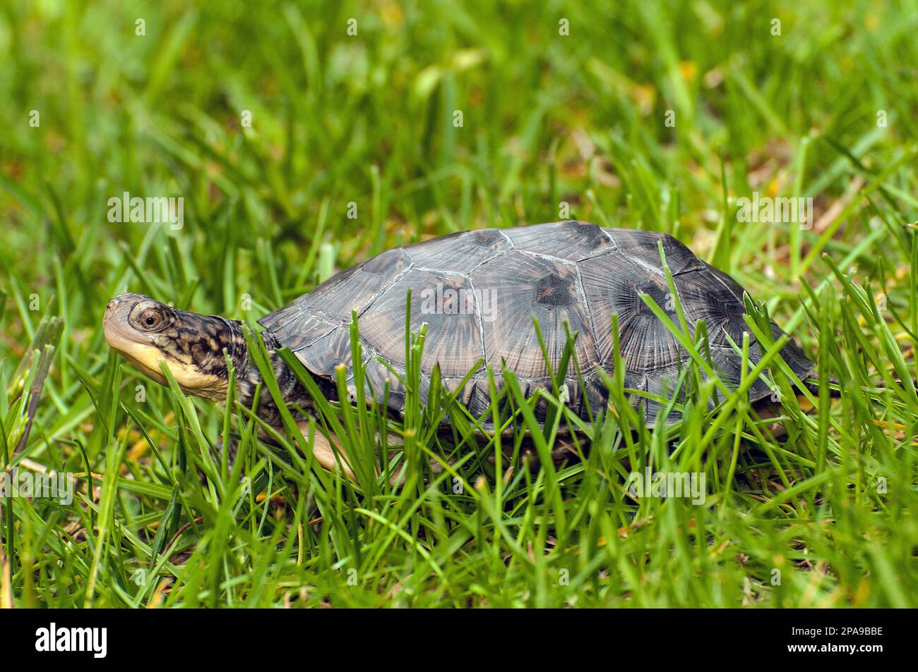 Head started hi-res stock photography and images - Alamy