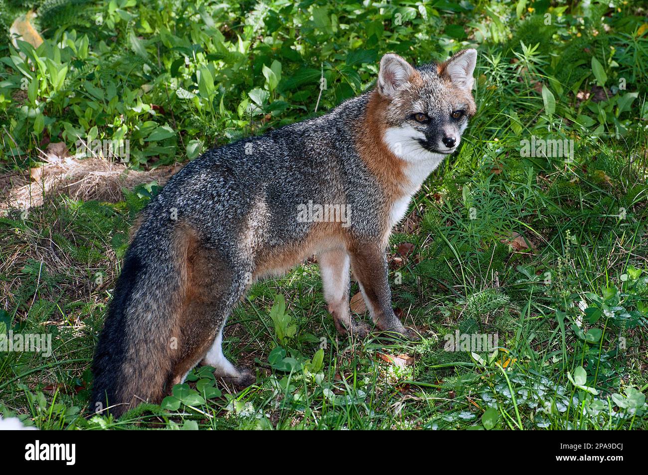 Gray fox on ground facing right full body view Stock Photo - Alamy