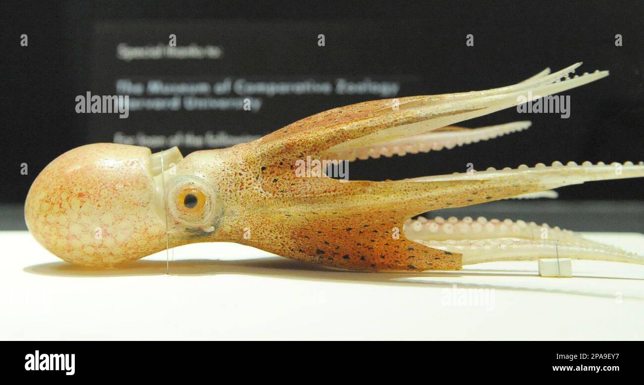Octopus Ey